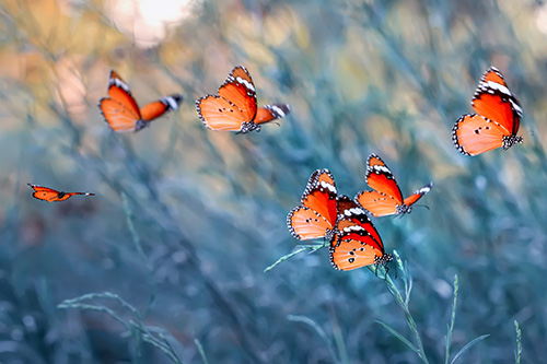 Rachel Carson House and Gardens Lecture and Tour – Washington Metro ...