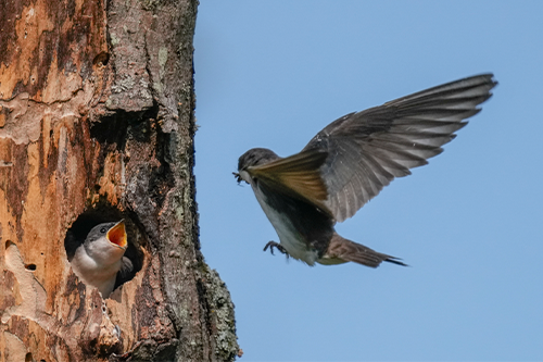 Feeders, Fields and Forests: A Photo Tour of the Birds Around Us (AT ...
